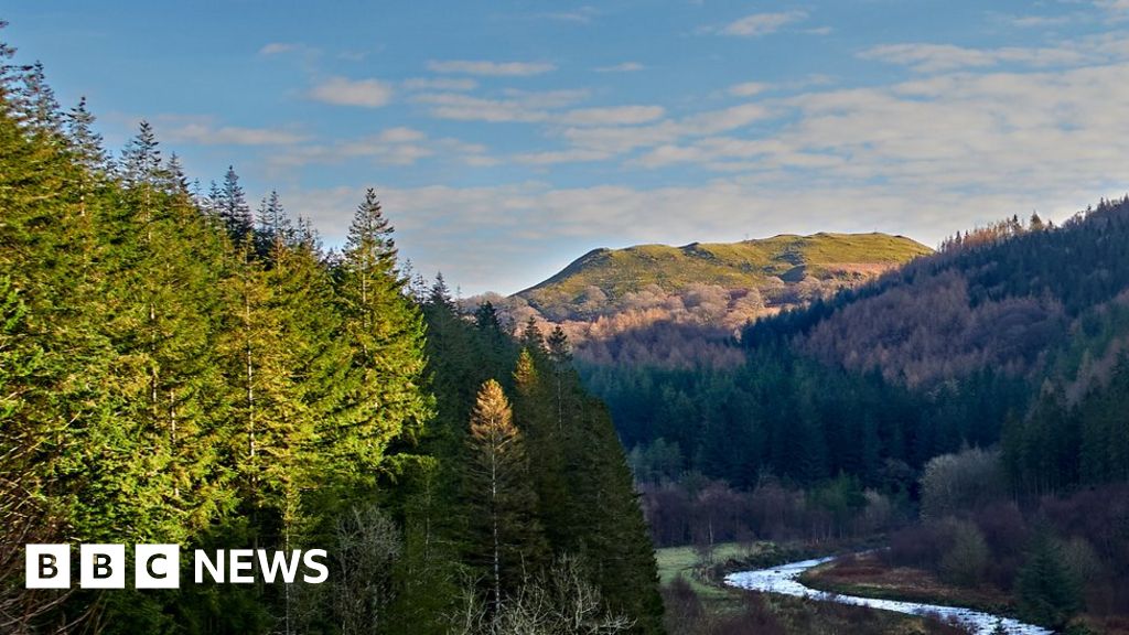Hafod Forest: Infected trees beauty spot stays open