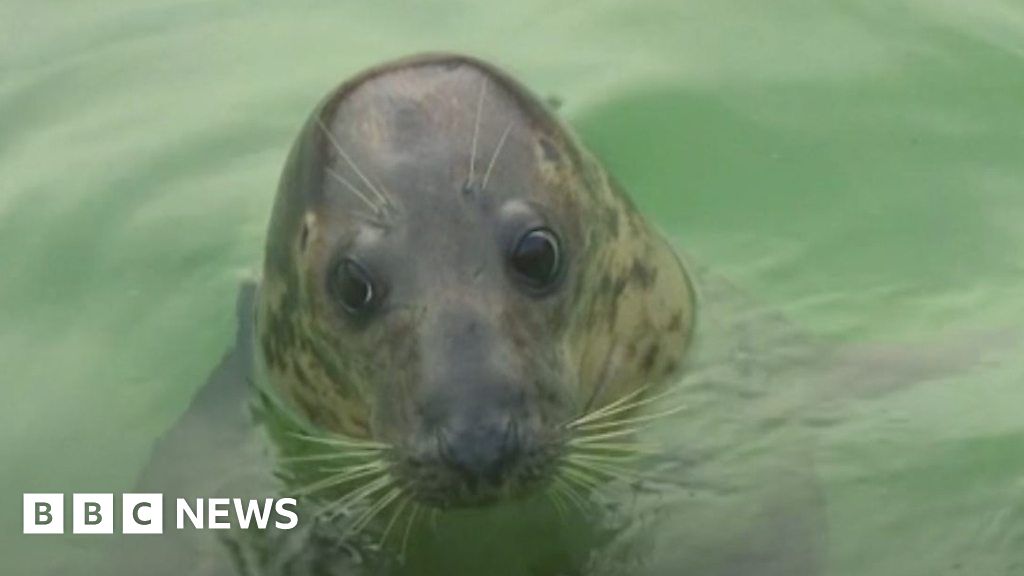 Seals serenaded by classical flautist in Cornwall - BBC News