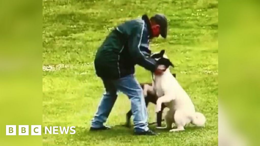 Man repeatedly punched pet dog in face in Newbury - BBC News