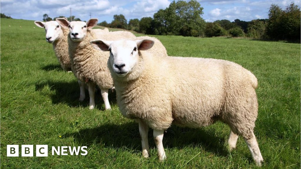 No-deal Brexit 'could wipe out sheep farming in NI' - BBC News