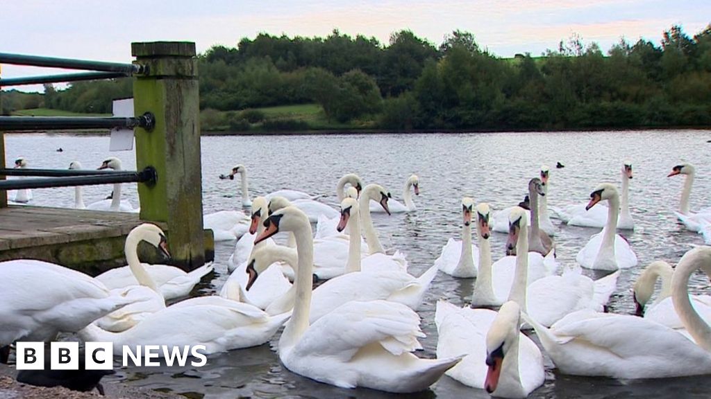 Swan shot dead in Sunderland's Herrington Country Park - BBC News