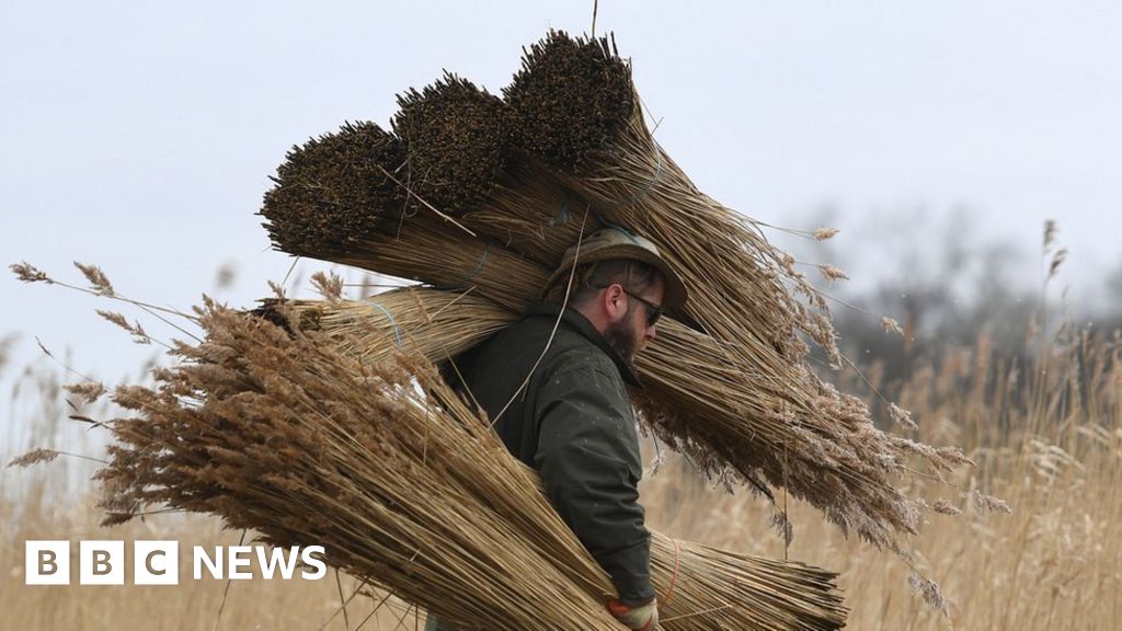 Norfolk Broads reed cutters keep ancient craft alive