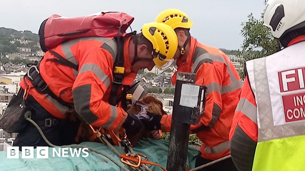 Cockapoo dog rescued in Jersey cliff fall incident - BBC News