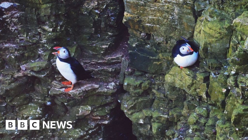 First puffins return to Bempton Cliffs in East Yorkshire - BBC News