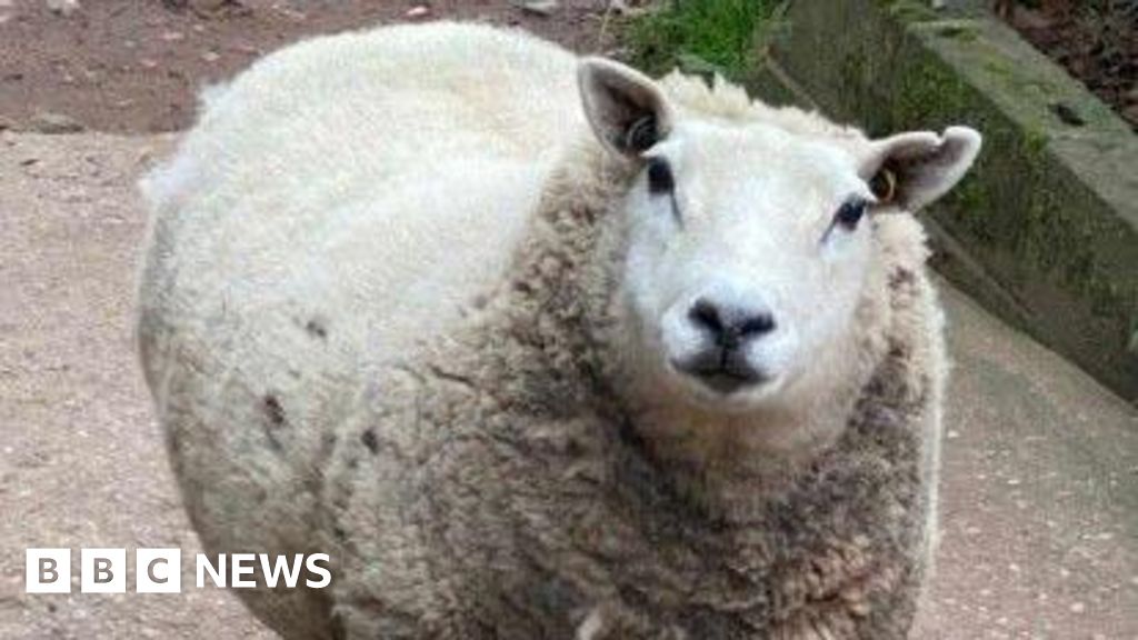 Heartbreak As Pet Sheep Stolen In Swindon