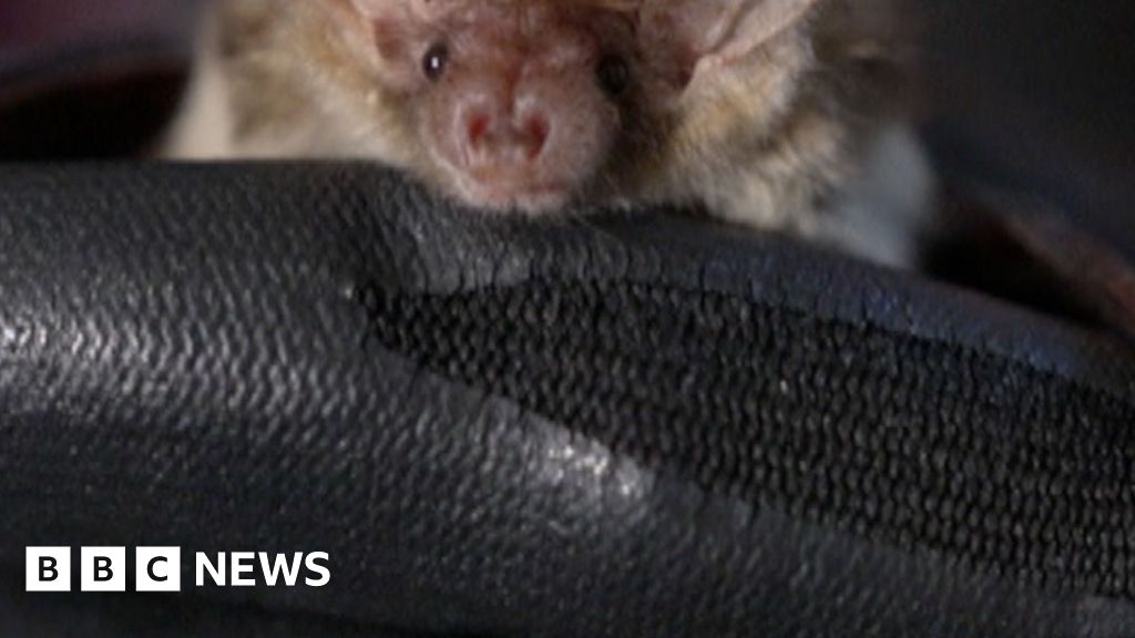 Hampshire's bat hospital