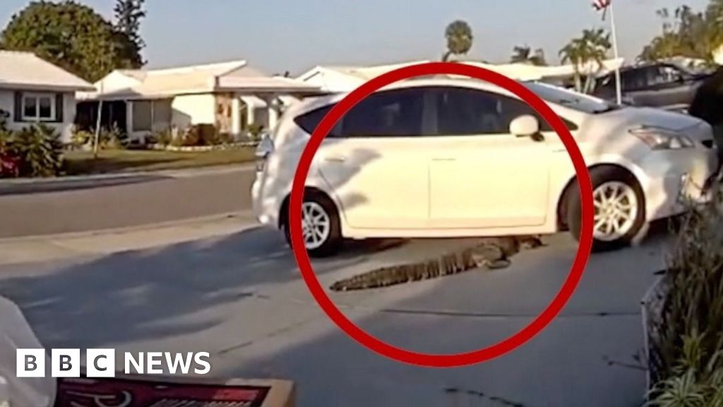 Watch: Moment police officer delivers pizza with alligator lurking nearby