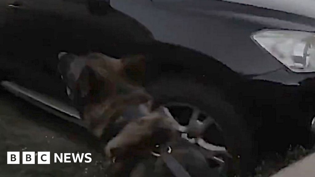 Northamptonshire Police dog finds suspect hiding under car