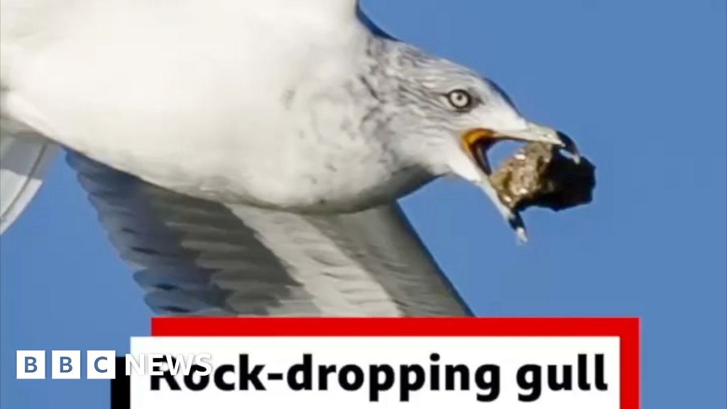 Video shows rock-dropping seagull damaging university building roof ...