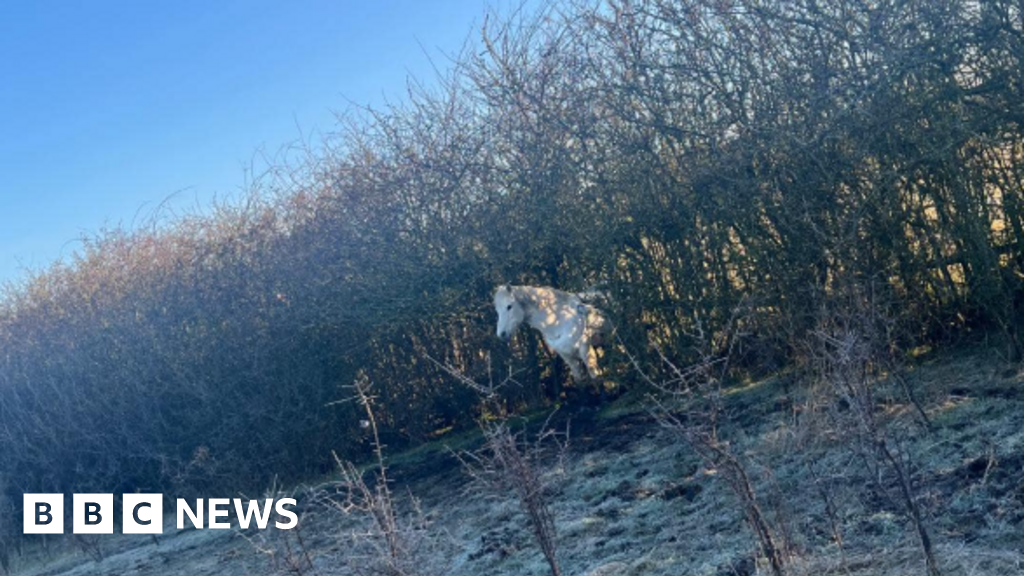 Breaston: Pony in a 'pickle' on stile freed by firefighters