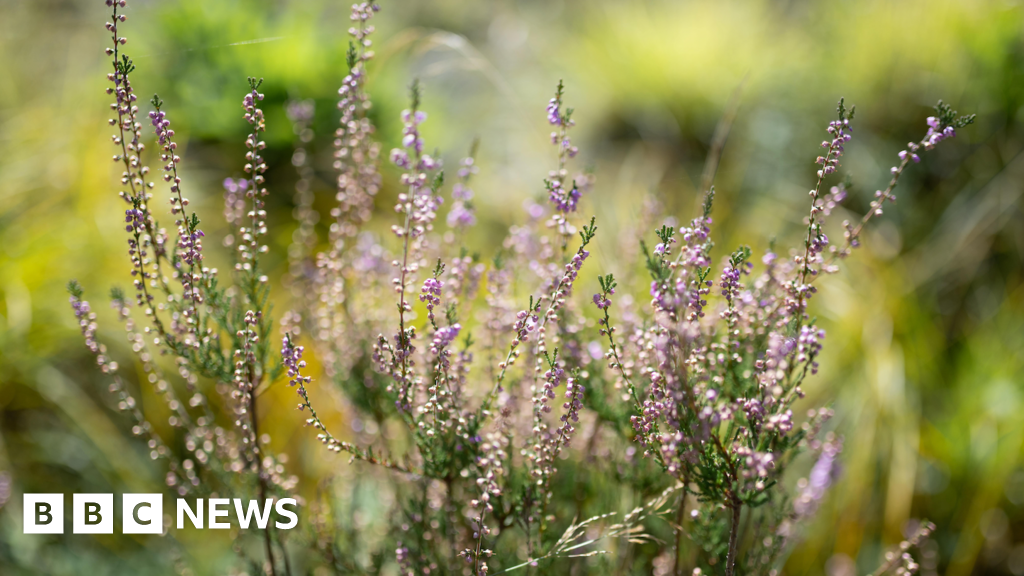 Teenager's photo of Cornish heather wins Eden Project prize | News ...