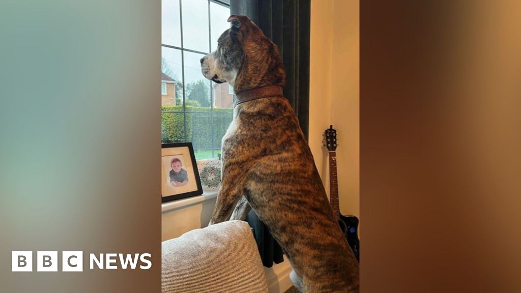 Long-term Hull rescue dog finds home in time for Christmas