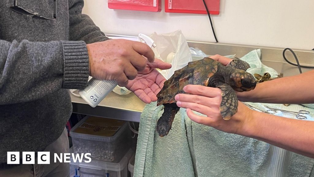 Barnacle Bill is now barnacle-less in Guernsey - BBC News