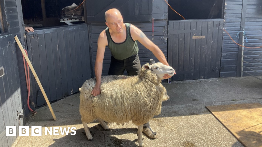 Sheep-shearing shortage identified in Jersey - BBC News