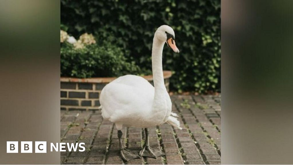 Much-loved swan dies at Healing Manor after dog attack