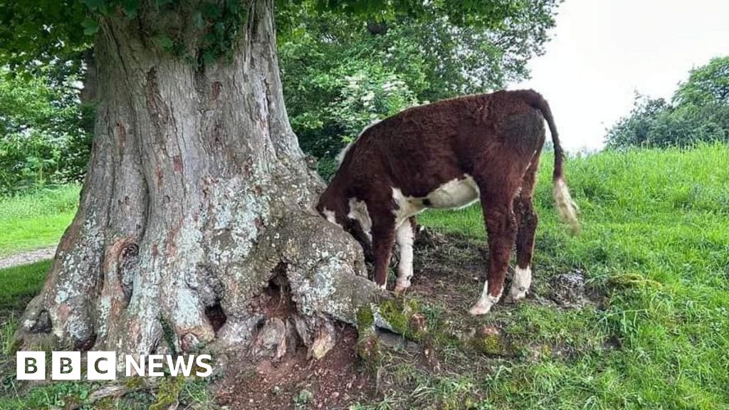 Wallingford: Cow with head stuck in tree freed by firefighters - BBC News
