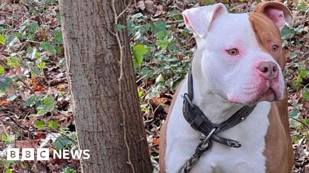 XL bully rescued after being abandoned in Ascot - BBC News