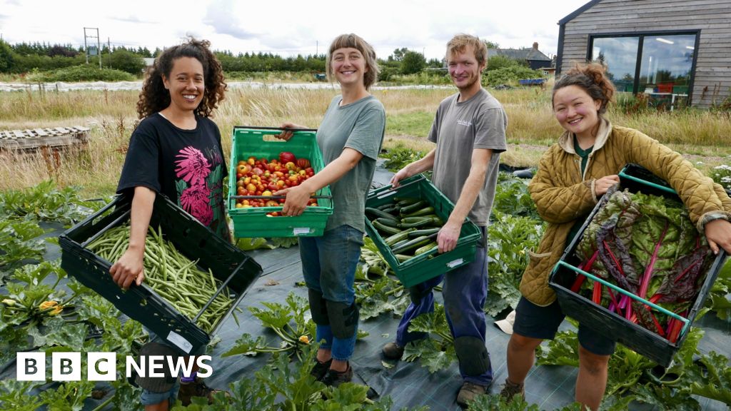 Sutton Community Farm: London's 'forgotten farm' makes funding appeal ...