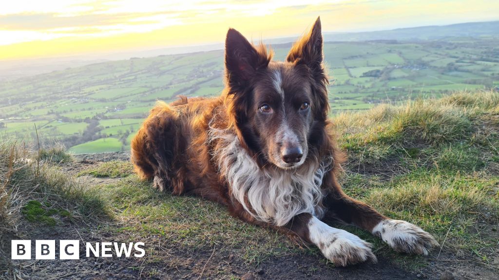 Staffordshire search and rescue dog dies after 12 years of service ...