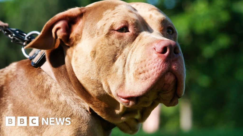 Leeds: Woman whose pitbull bit postman escapes prison - BBC News