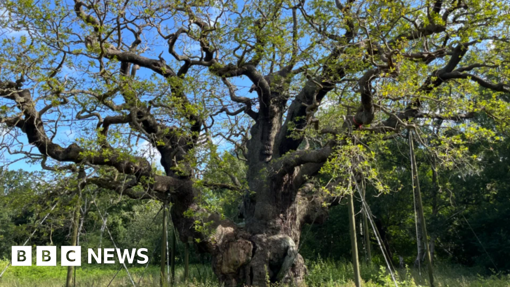 Scan of Sherwood Forest's 'Robin Hood' tree used for artwork