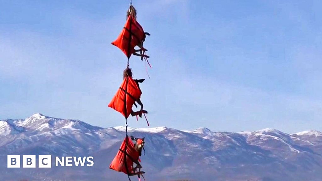 Biologists airlift deer for health check in Utah