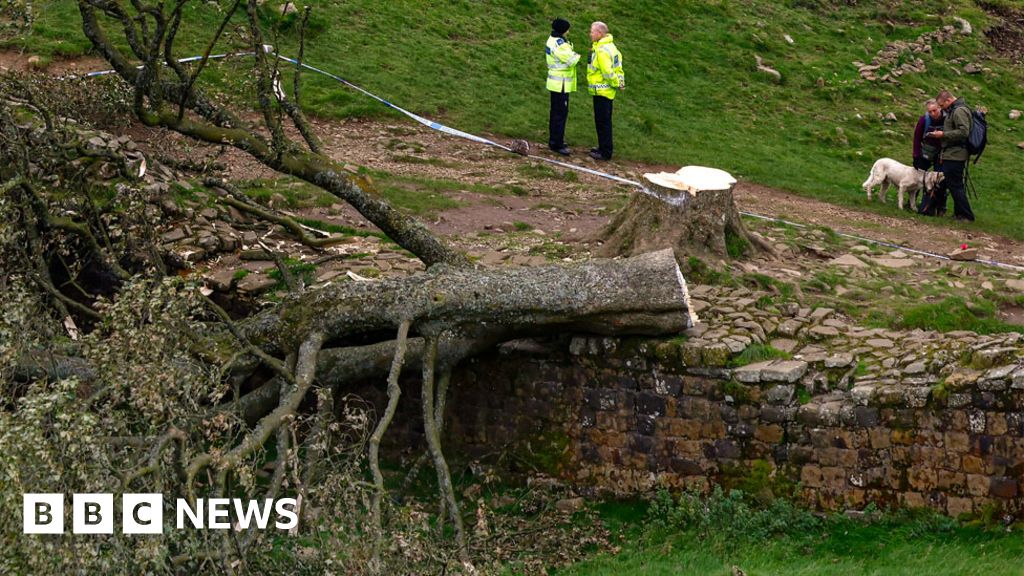 Sycamore Gap: Hadrian's Wall damage found after tree cut down - BBC News