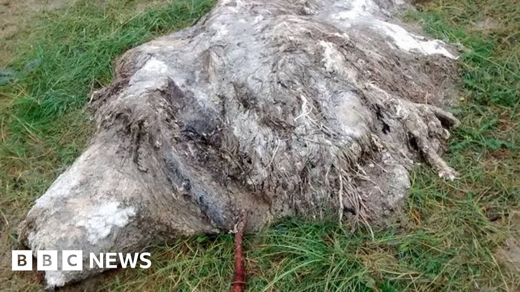 Mystery Colonsay remains likely to be dead sea mammals - BBC News