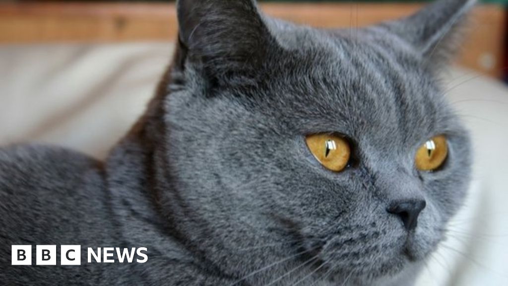 Lincolnshire: Multiple cats killed by 'horrible' poisoning - BBC News