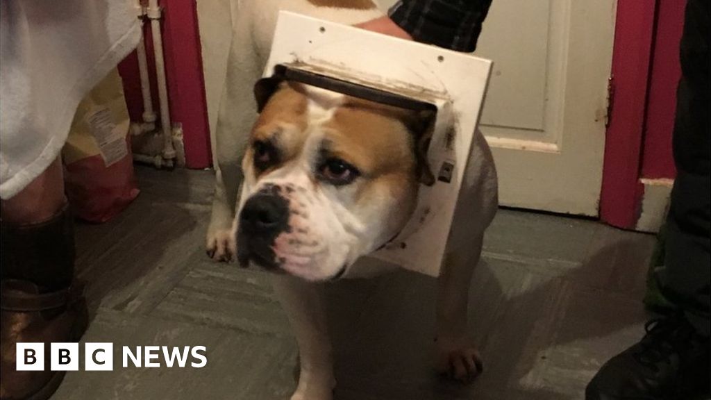 Dog stuck in cat flap in amorous encounter - BBC News