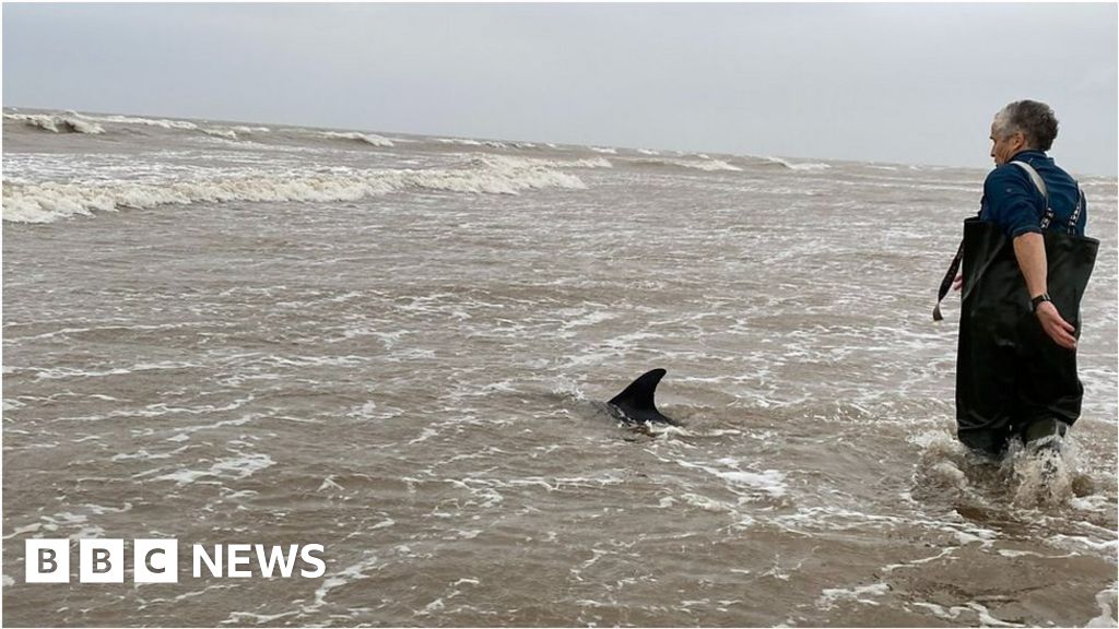 Lake District Coast Aquarium staff help beached dolphin back out to sea ...