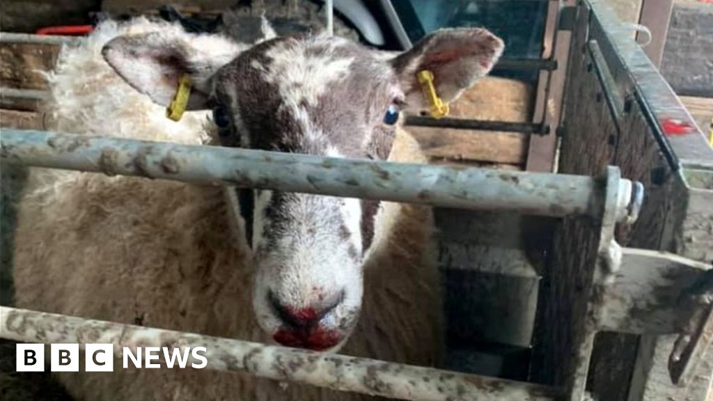 Midlothian farmer 'horrified' by attack on pregnant sheep