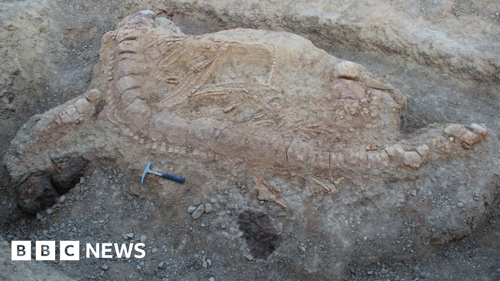 Ichthyosaur fossil discovered for first time in India - BBC News