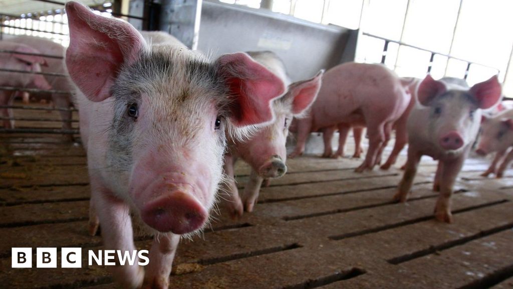 Pigs can be pessimists, University of Lincoln tests find - BBC News