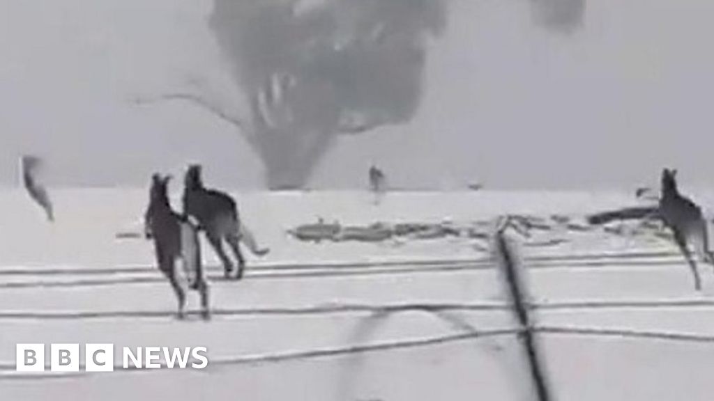 Kangaroos filmed hopping through rare Australian snow - BBC News