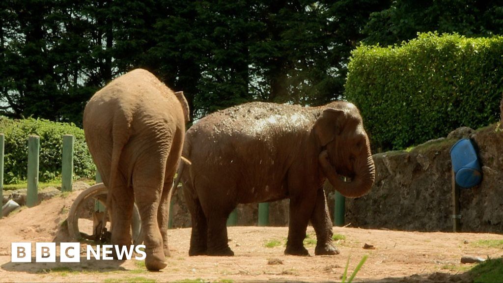 Could this elephant fit in your back garden?