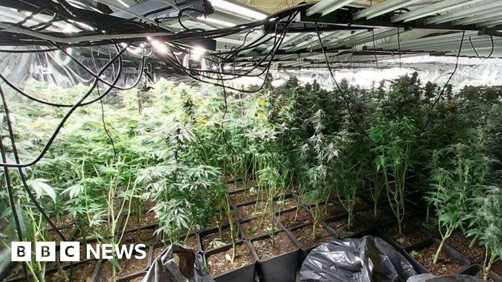 Marske cannabis farm worth £2.5m discovered after tip-off