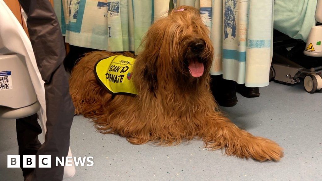 Watch: Therapy dog enjoys retirement party - BBC News
