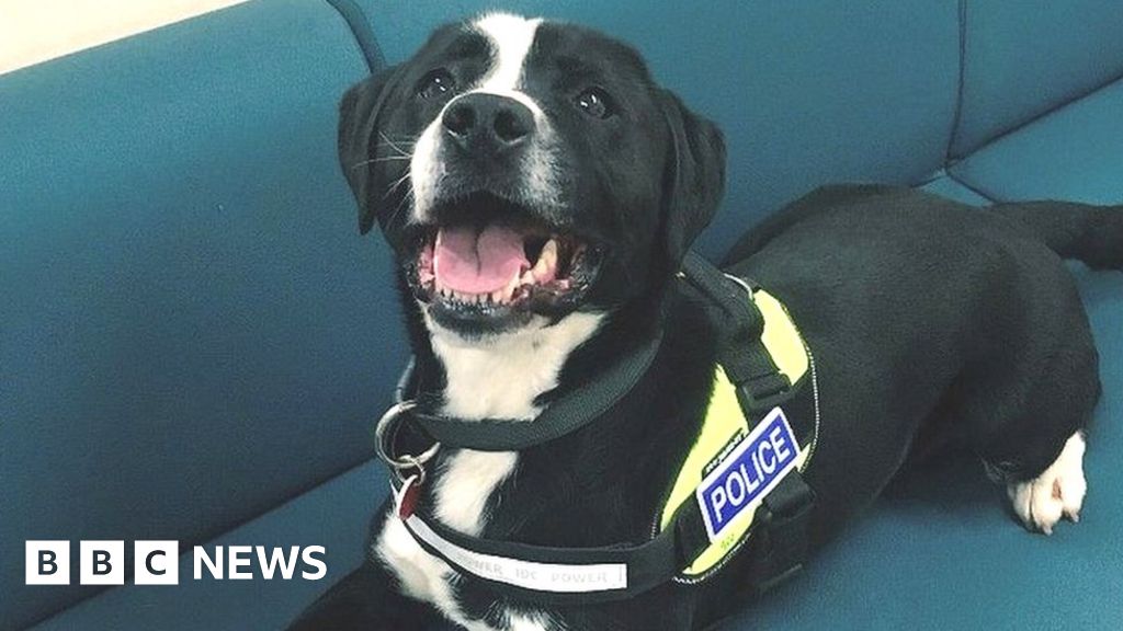 Abandoned dog called Bandit becomes a key crime fighter