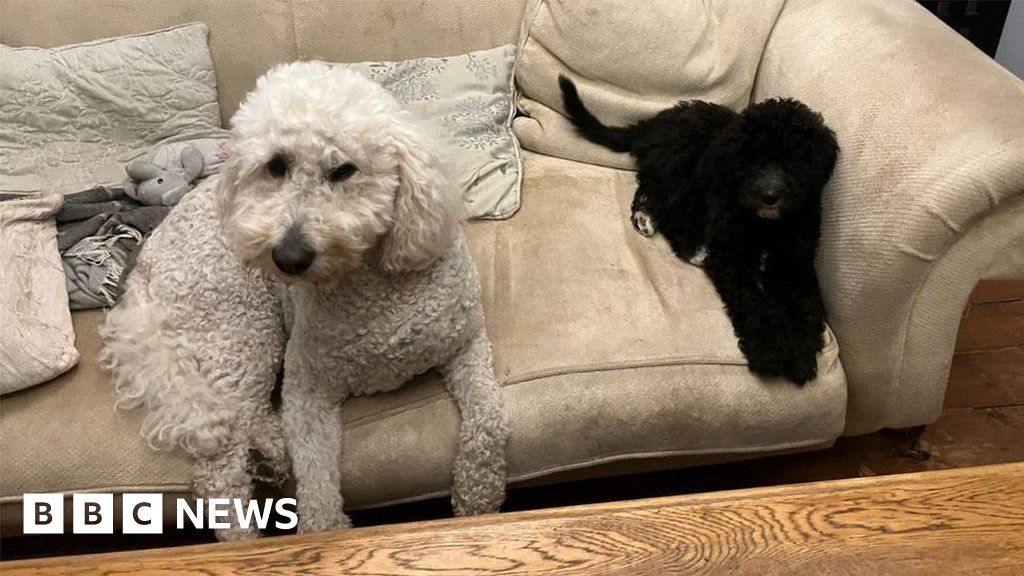 Caterham dog attack: Police slammed as dogs held for 10 months - BBC News