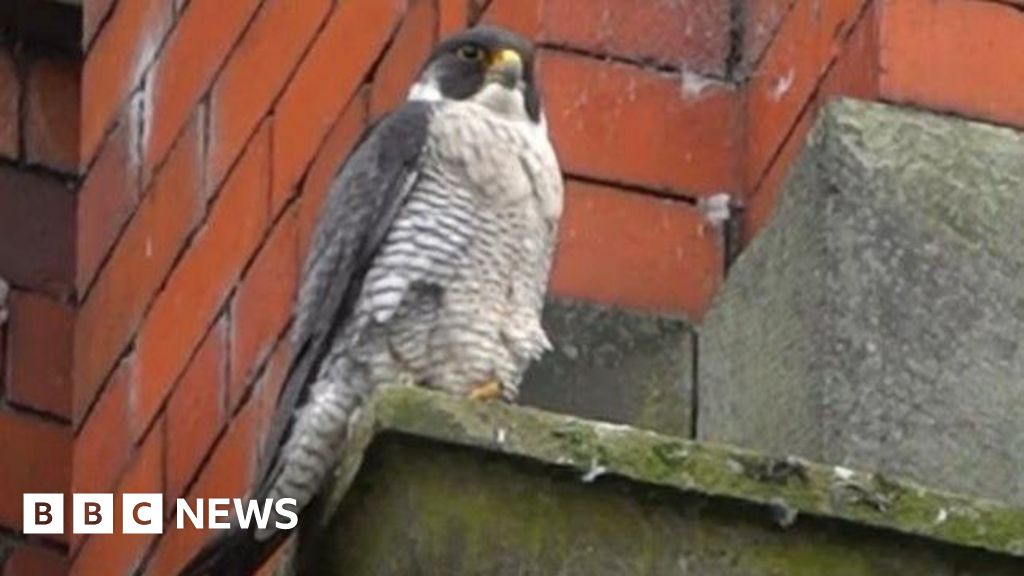 Police investigate as Belper Mill peregrine falcon eggs fail to hatch ...