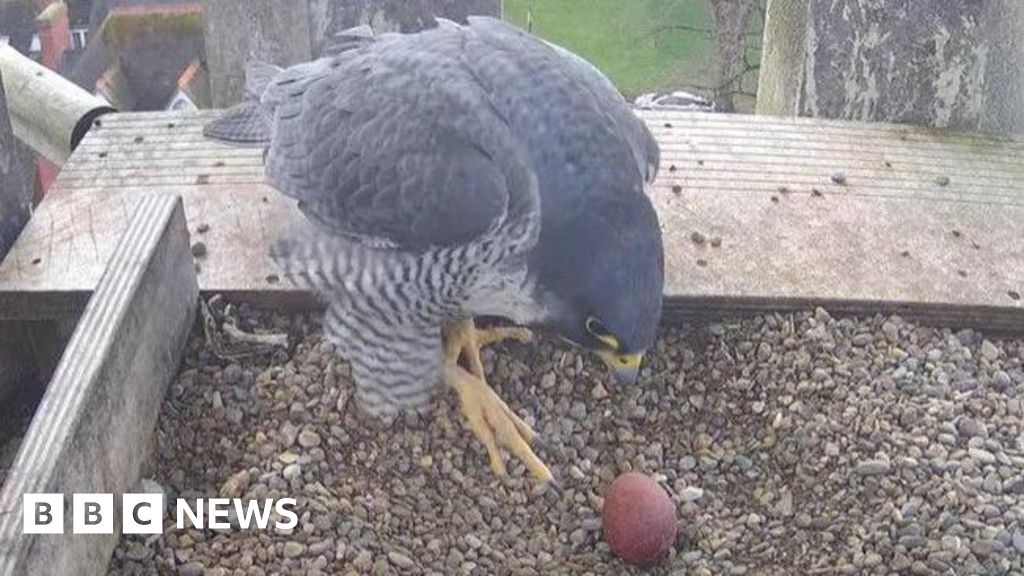 Worcester Cathedral falcon livestream catches first egg arrival
