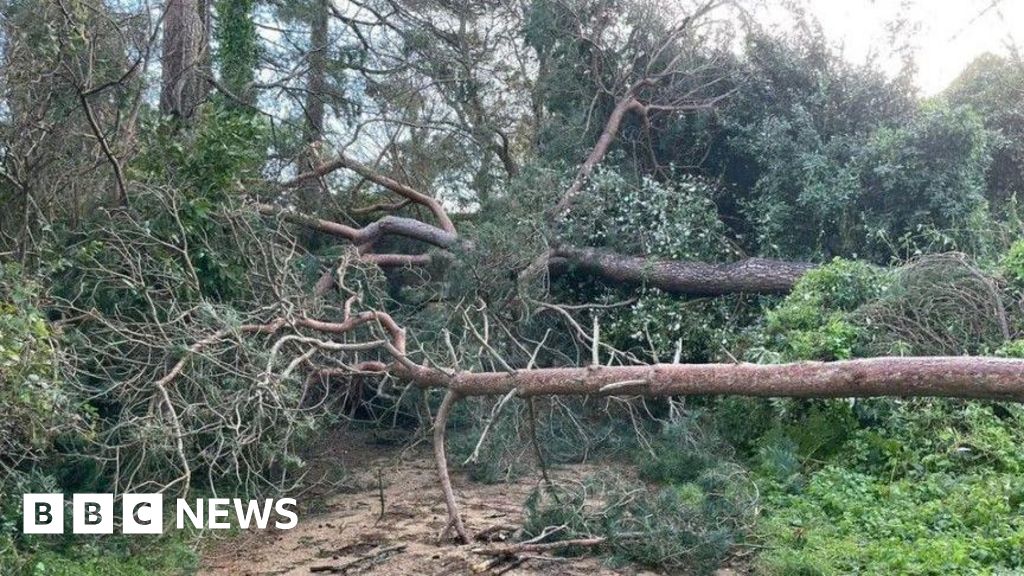 Board of experts to advise States on tree protection - BBC News