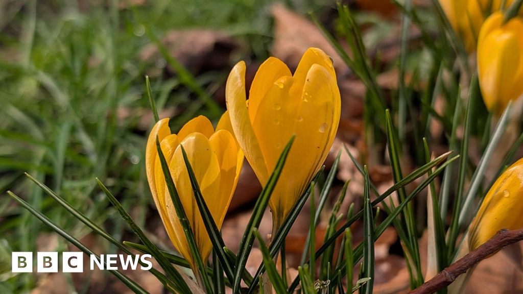 Your West Midlands photos: Signs of spring? - BBC News