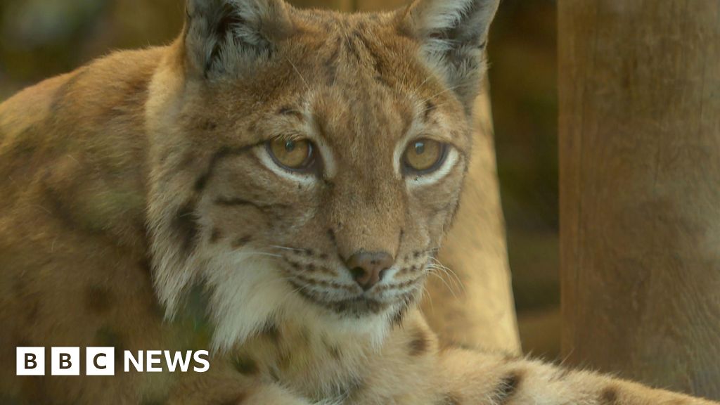 Could Dudley Zoo poo hold the key to fighting infection?