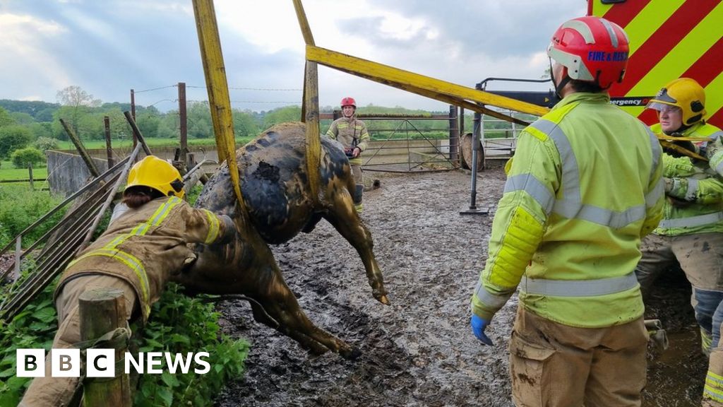 Calf rescued after becoming trapped in Derbyshire slurry pit