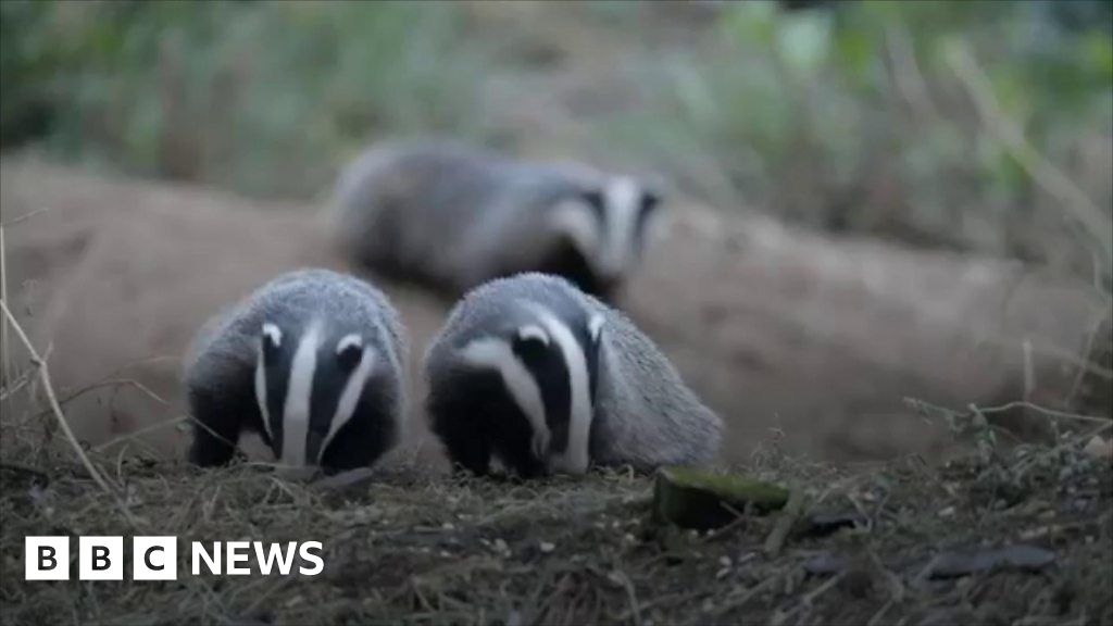 'Hundreds' of badgers illegally killed each year in NI - BBC News