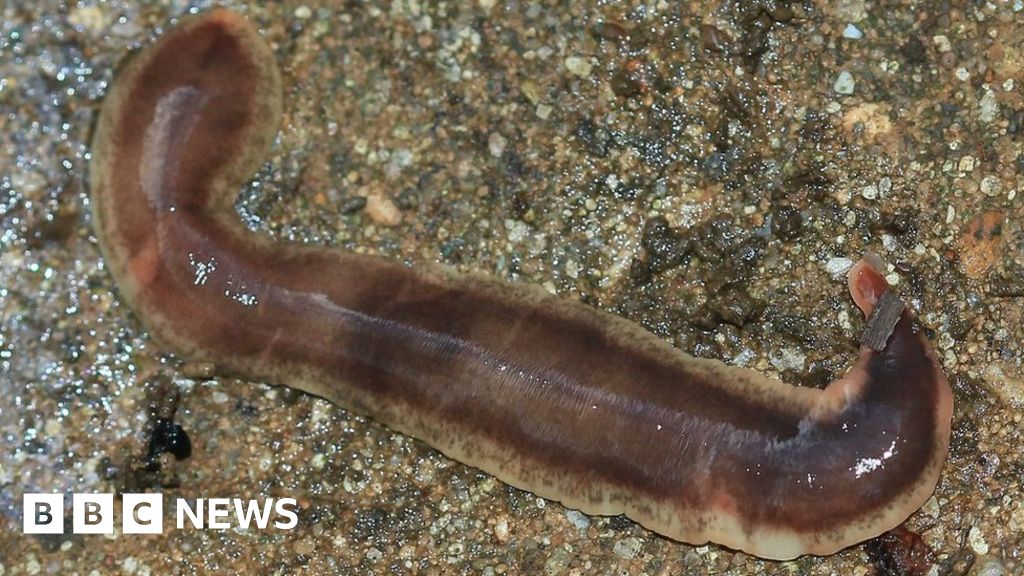 'Killer' flatworm-spread prompts scientists' appeal - BBC News