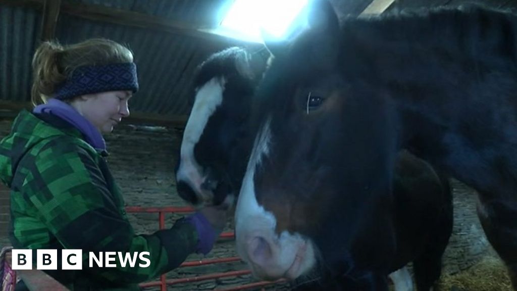 'Mixed emotions' as Welsh shire horses head to Middle East - BBC News