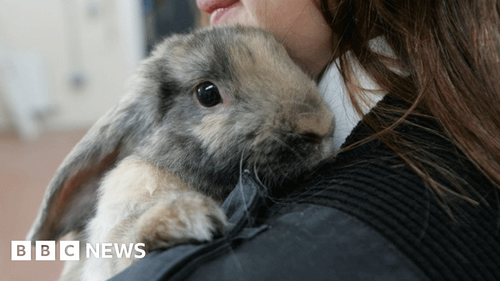 Hundreds of rabbits suffering lonely lives, says Scottish SPCA - BBC News